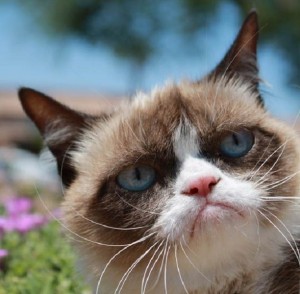 猫好きのためのマニアックなブサかわ猫画像厳選11つ | 猫画像どっと 猫ブログ